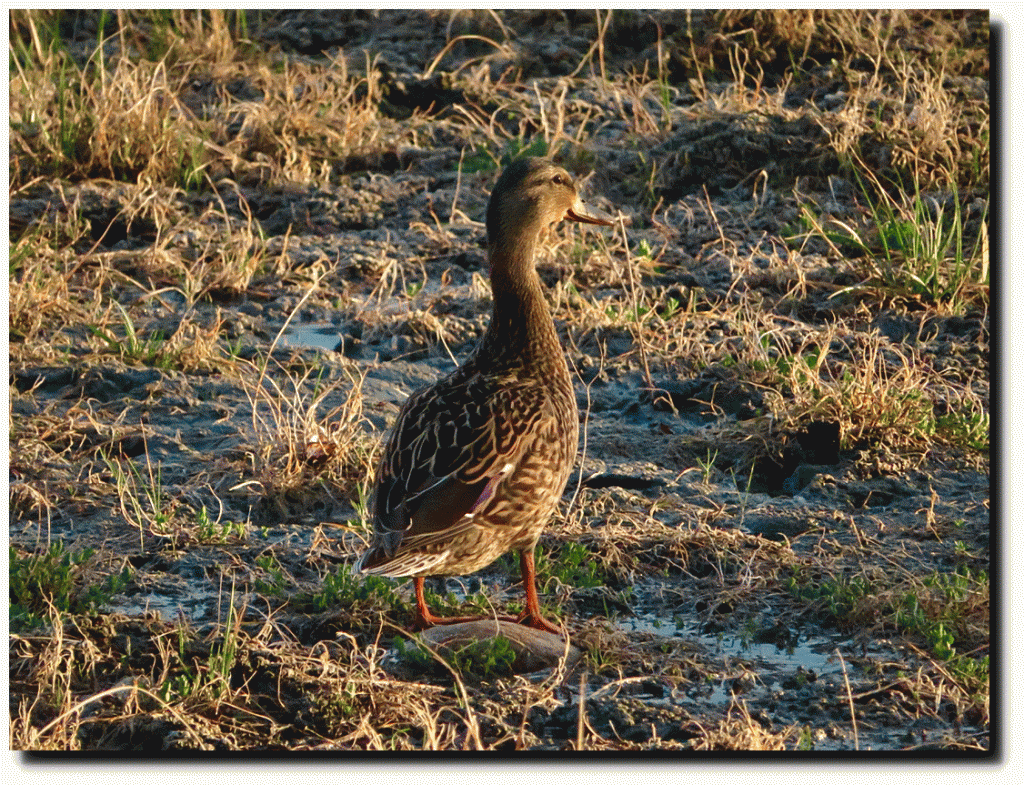 Good Day For Ducks | Real Climate Science