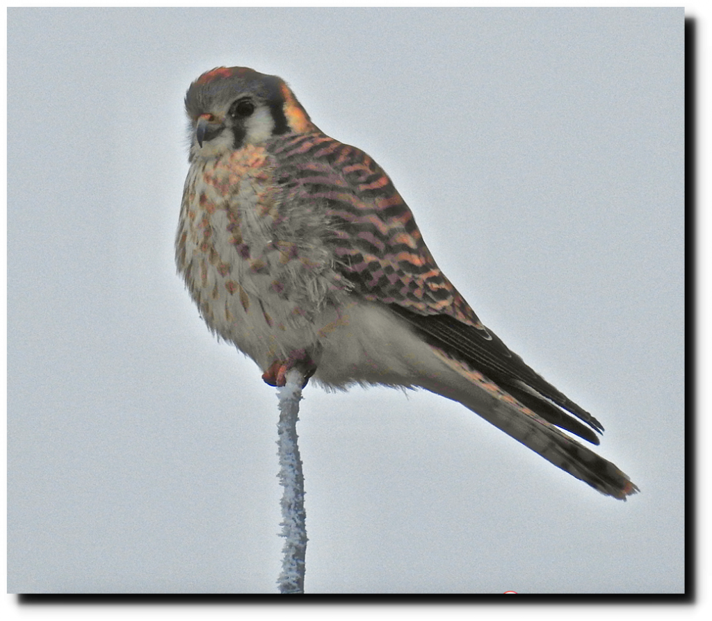 Birds On Ice | Real Climate Science
