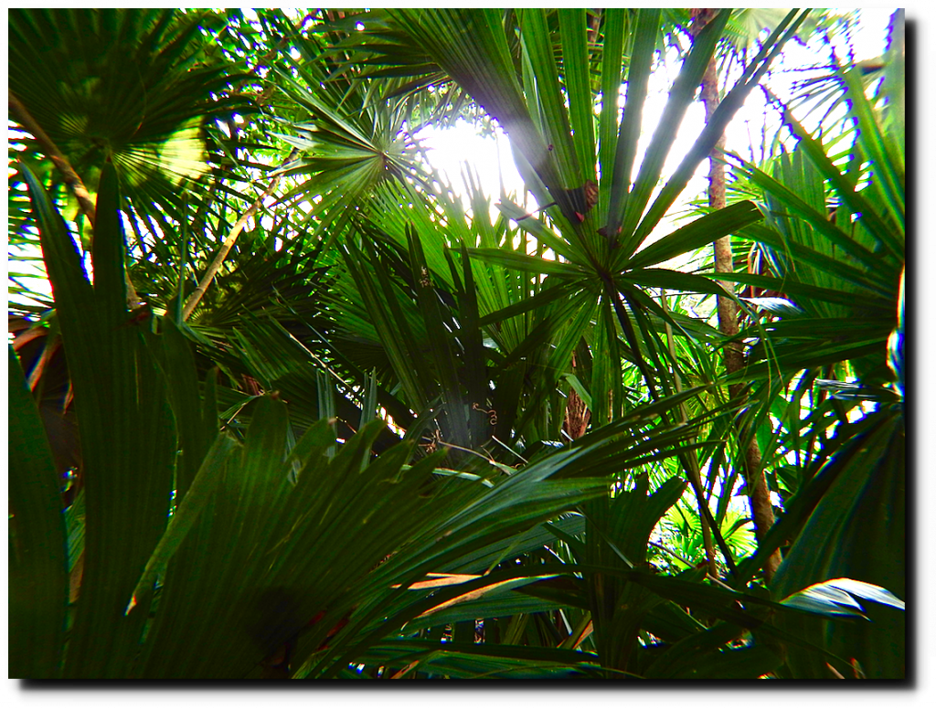 Life In The Jungle | Real Climate Science