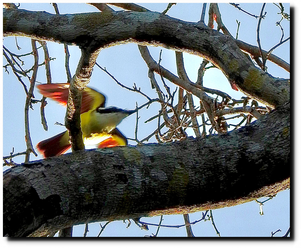 Life In The Jungle | Real Climate Science