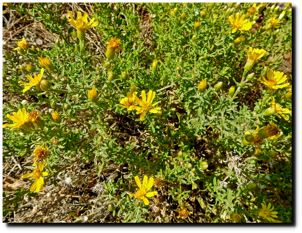 New Mexico Colors | Real Climate Science