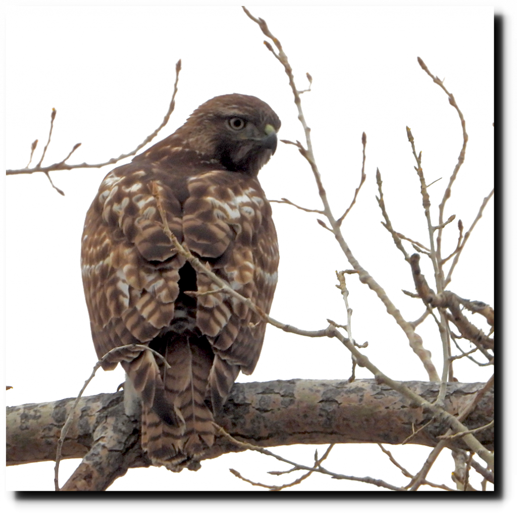Red-Tailed Hawk Couple | Real Climate Science